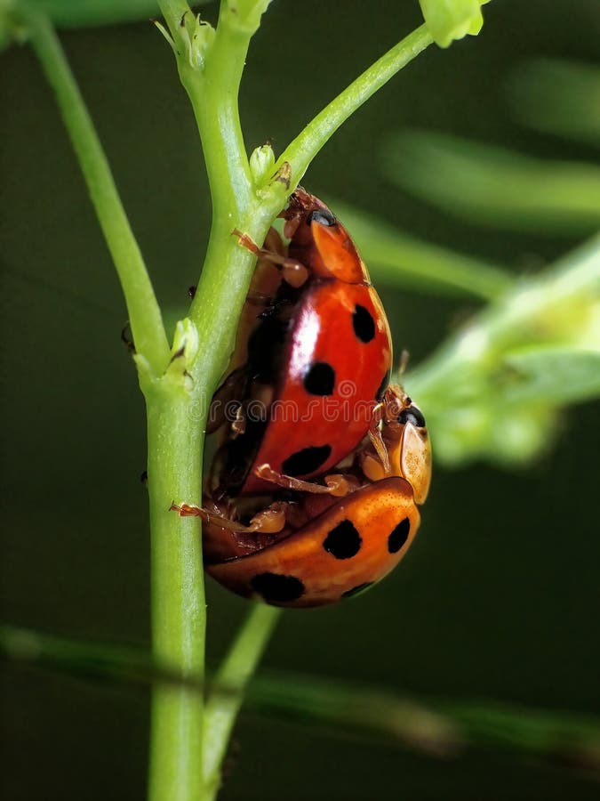 Close-up of Ladybugs Mating on Leaf Stock Image - Image of flower ...