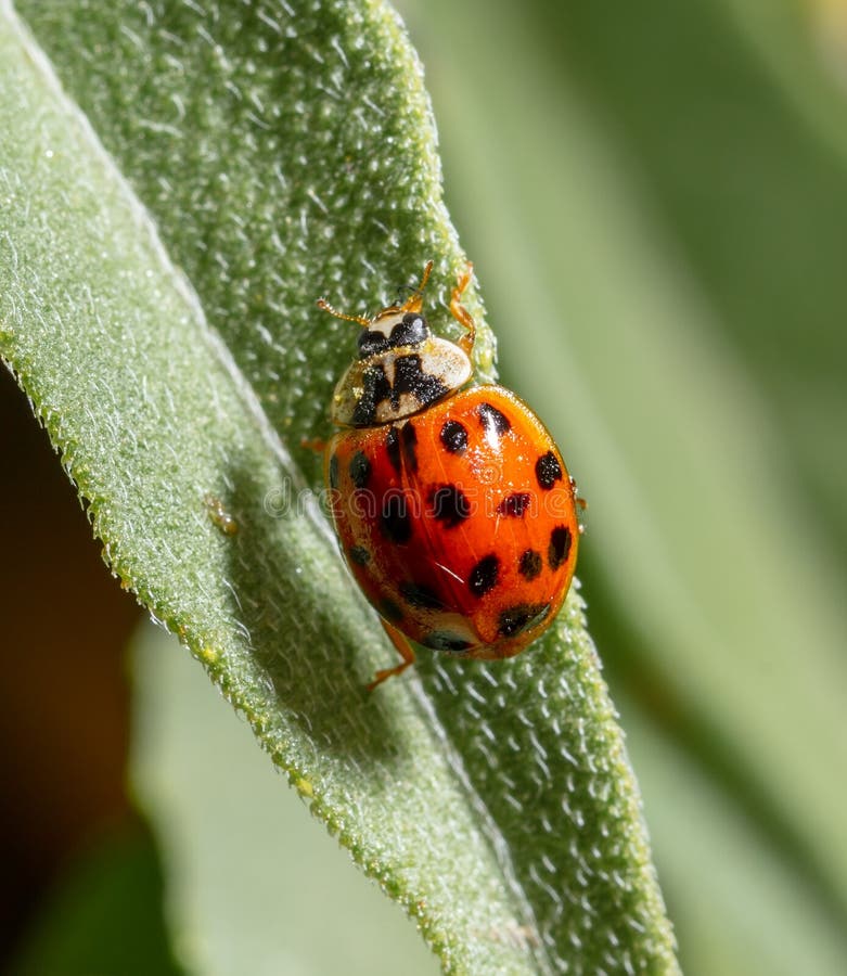 Close-up of a Ladybug on a Green Leaf Stock Photo - Image of plant ...