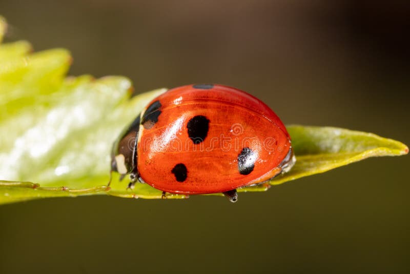 Close-up of a Ladybug on a Green Leaf. Stock Photo - Image of nature ...