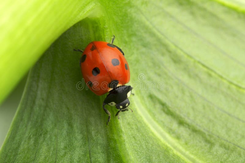 Close up of a ladybug stock image. Image of biology, animal - 35198807