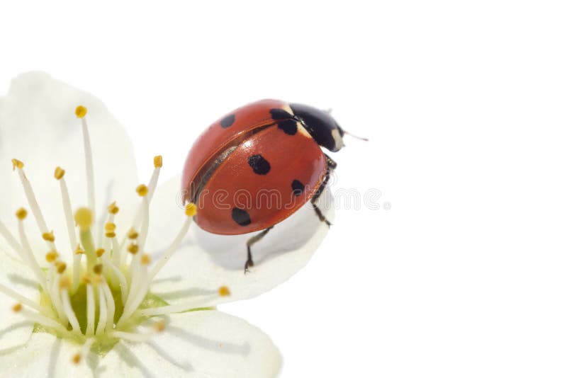 Ladybug Inside Cherry Tree Blossom Isolated on White Stock Photo ...
