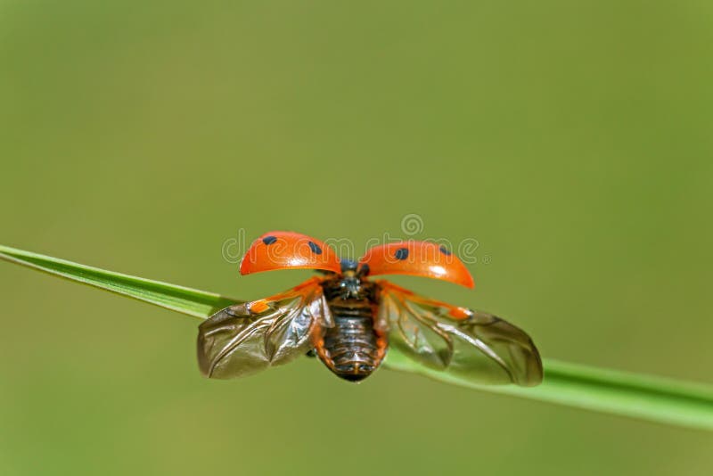 2,535 Ladybug Wings Stock Photos - Free & Royalty-Free Stock Photos ...