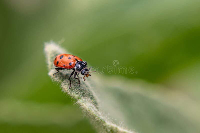 Close up of a ladybug stock photo. Image of park, ladybug - 184601438