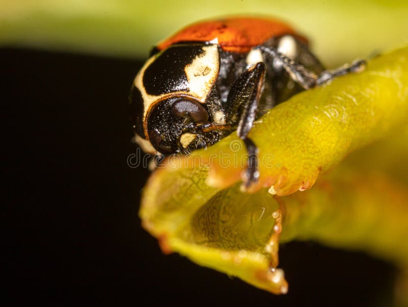 Close-up of a Ladybug on a Tree Leaf. Stock Photo - Image of animal ...