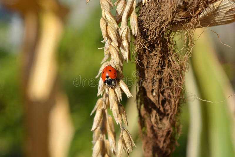 Beautiful Landscapes, Outdoor Insects, a Small Red Ladybug on a Dry ...