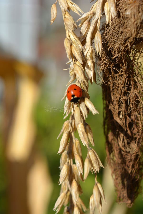 Beautiful Landscapes, Outdoor Insects, a Small Red Ladybug on a Dry ...