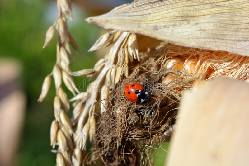Beautiful Landscapes, Outdoor Insects, a Small Red Ladybug on a Dry ...