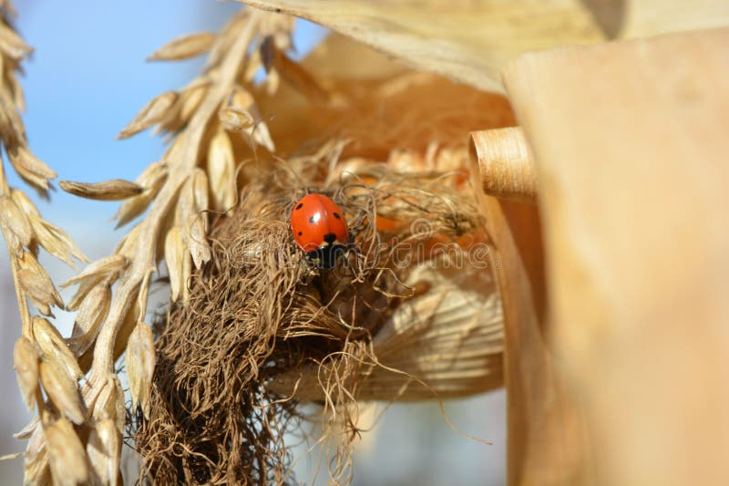 Beautiful Landscapes, Outdoor Insects, a Small Red Ladybug on a Dry ...