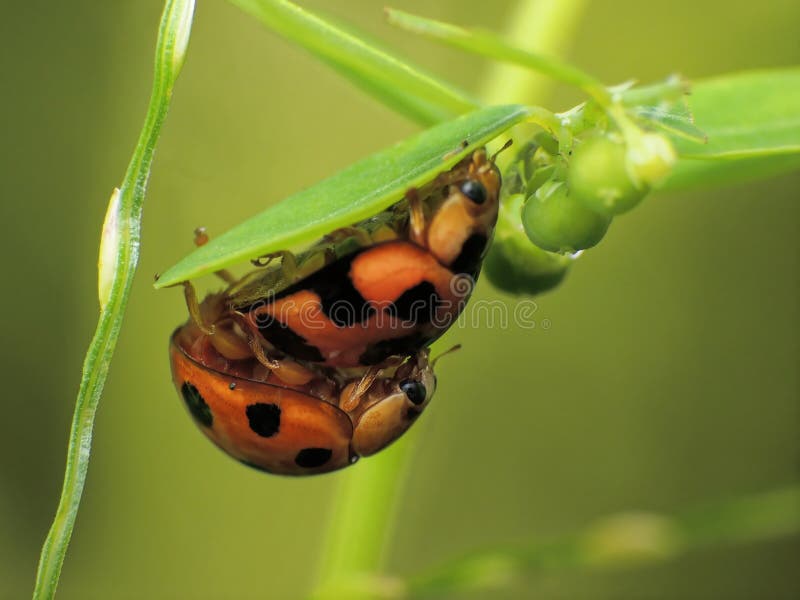 Close-up of Ladybugs Mating on Leaf Stock Image - Image of garden ...