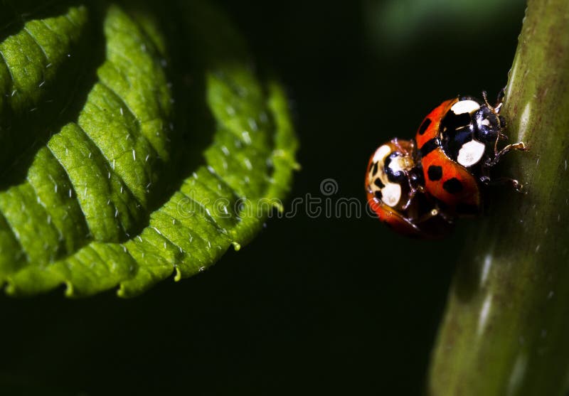 Close up of 2 ladybugs stock image. Image of lieveheersbeestje - 40725339