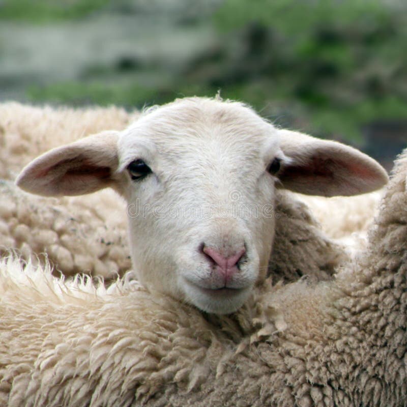 Lamb and sheep stock photo. Image of cleaning, animals - 39442672