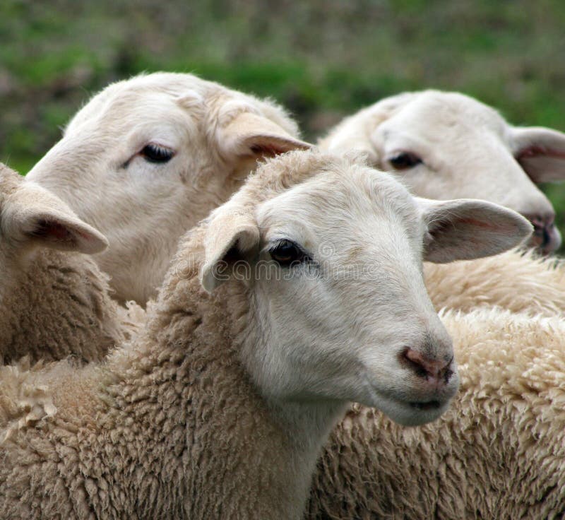 Lamb and sheep stock photo. Image of cleaning, animals - 39442672