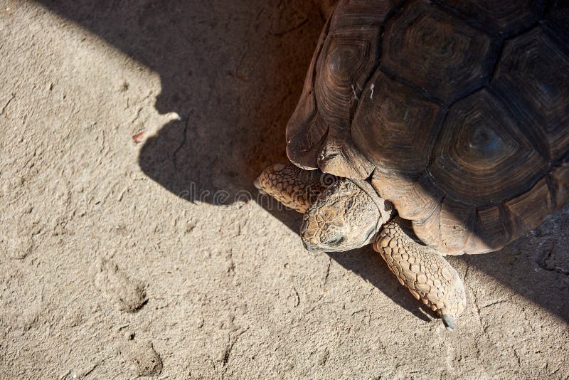 A Close Up of Land Turtle Standing in the Yard of a House Seen from ...