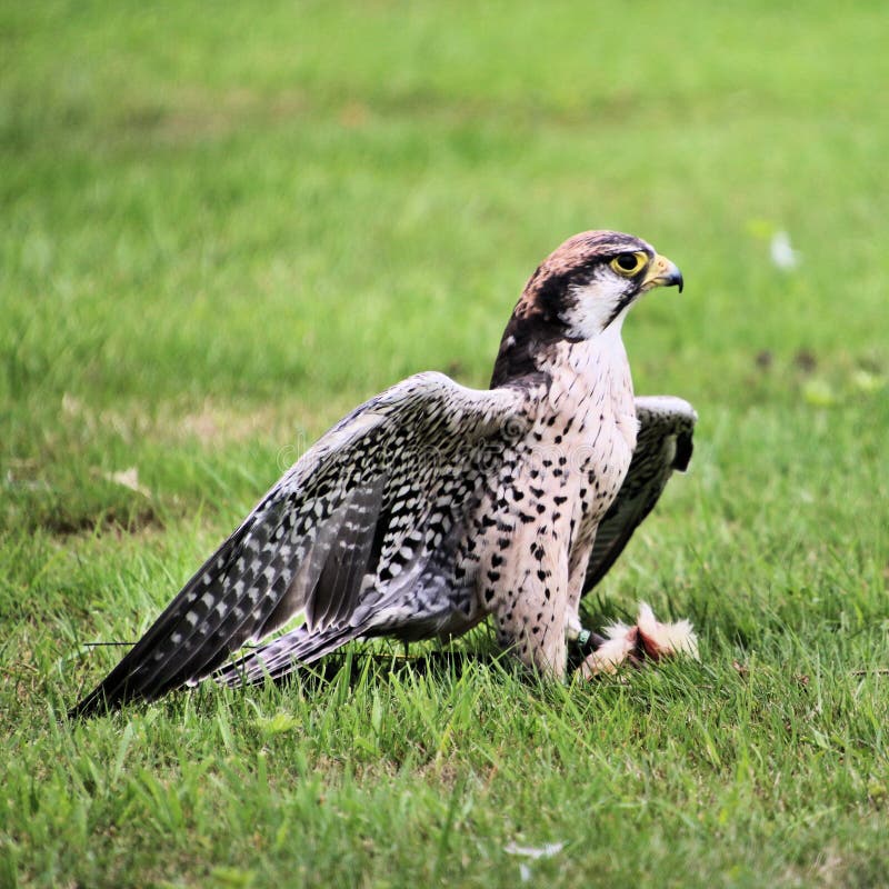 A Close Up of a Lanner Falcon Stock Image - Image of hawk, chester ...
