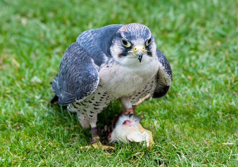 Falcon Eating Prey Stock Images - Download 442 Royalty Free Photos