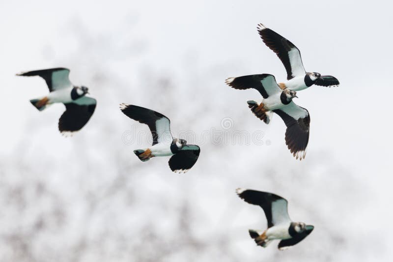 Close-up of Lapwing Flock (vanellus Vanellus) in Flight Stock Photo ...
