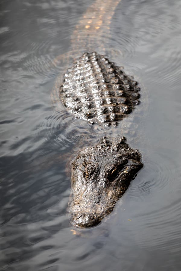 Close Up of Large Alligator Gliding through the Water Stock Photo ...
