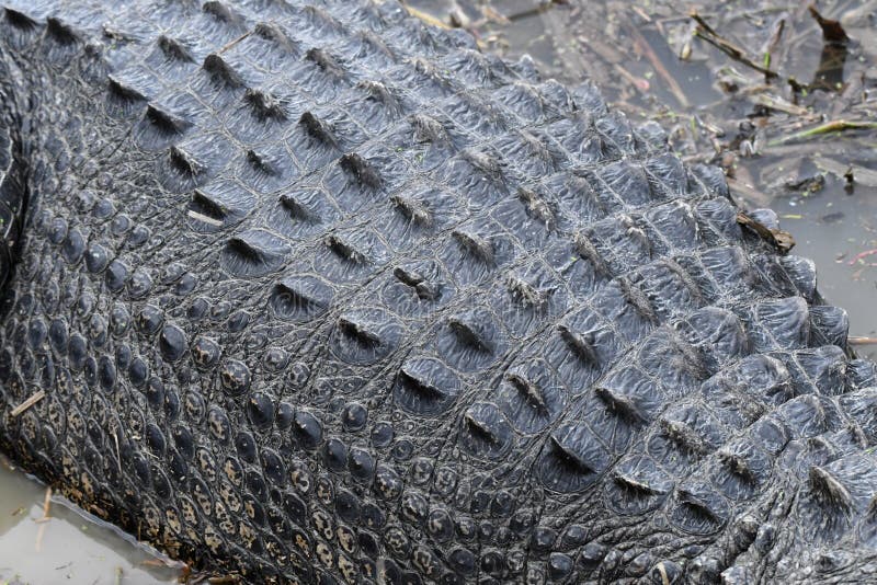 Close Up of Large American Alligator Epidermal Scutes or Scales Called ...