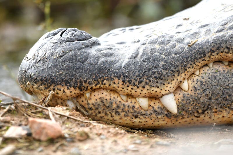 Close Up of Large American Alligator Teeth and Integumentary Sense ...