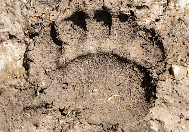 Close-up of a Large Bear Track in the Mud. Stock Image - Image of print ...