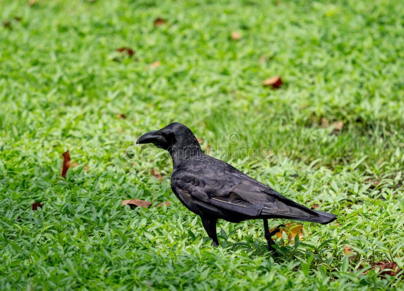 Close Up Large Billed Crow Was Standing on the Lawn Stock Photo - Image ...