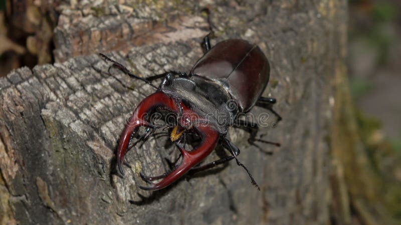 Close-up of a Large Black Horned Beetle Stock Image - Image of ...