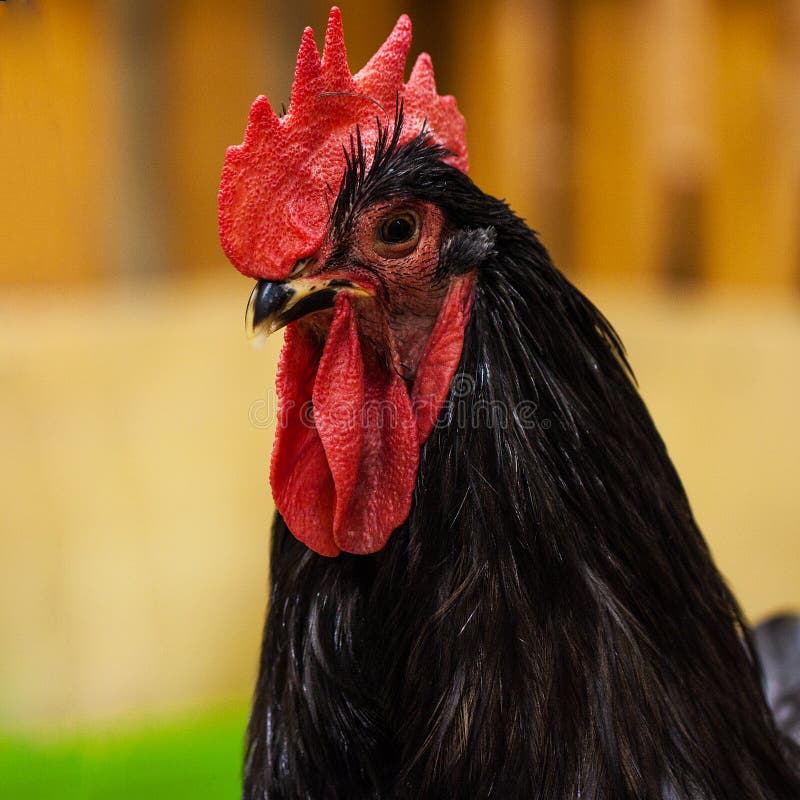 Close Up of Large Black Rooster with Red Comb Stock Photo - Image of ...