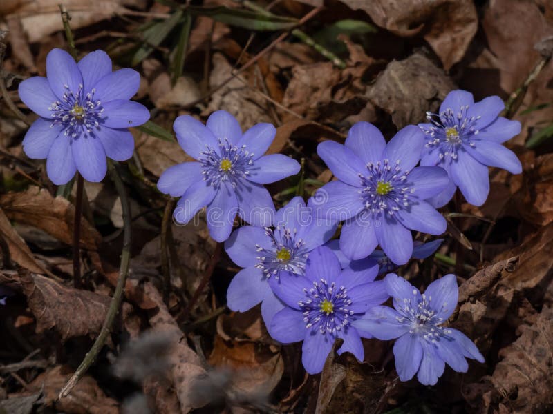 Close-up of the Large Blue Hepatica (Hepatica Transsilvanica) in Spring ...