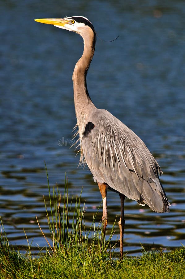 Close Up of a Large Blue Heron Stock Photo - Image of blue, heron: 29289030