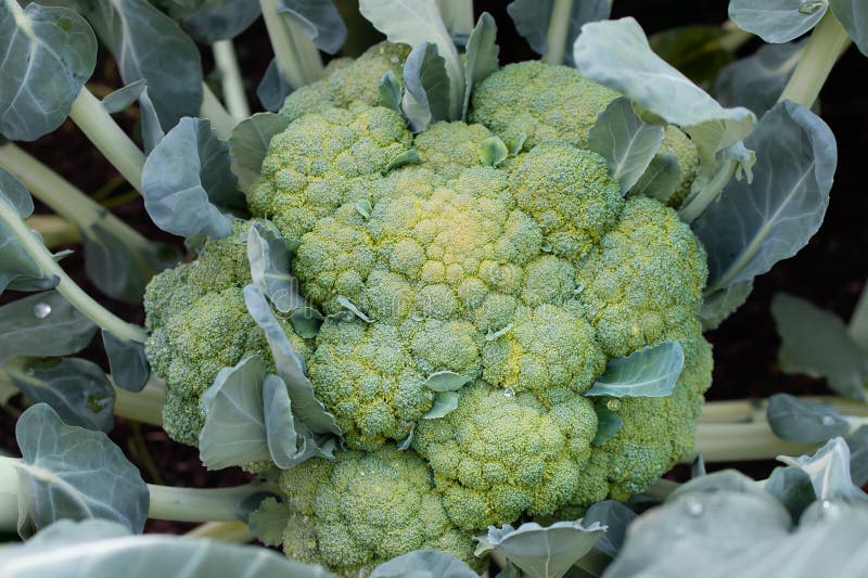 Close-up of Large Broccoli on a Garden Bed, Top View Stock Image ...