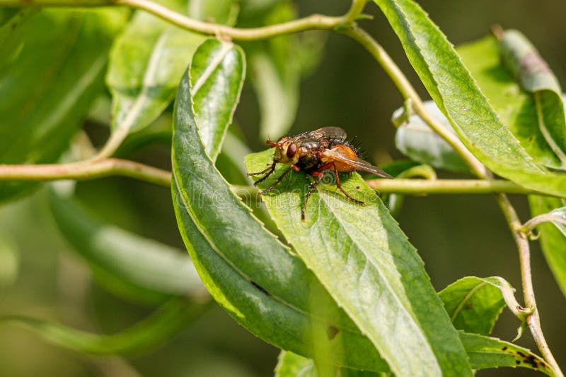 Close Up of a Large Brown Fly on a Green Leaf Stock Image - Image of ...