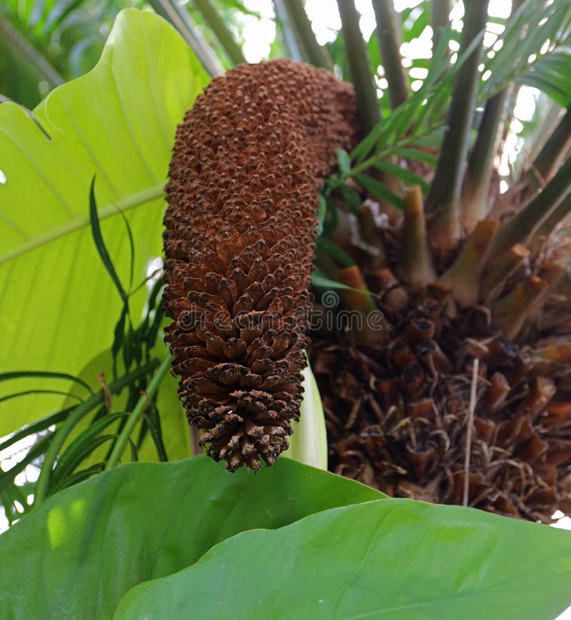 Close Up of a Large, Brown, Seed Pod of a Sago Palm Tree Stock Image ...