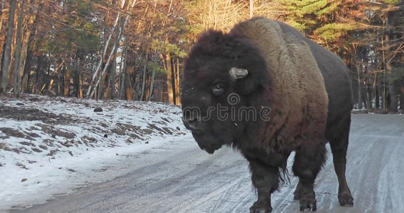 Close-up of a Large Bull Bison Walking Quietly Towards the Camera Stock ...