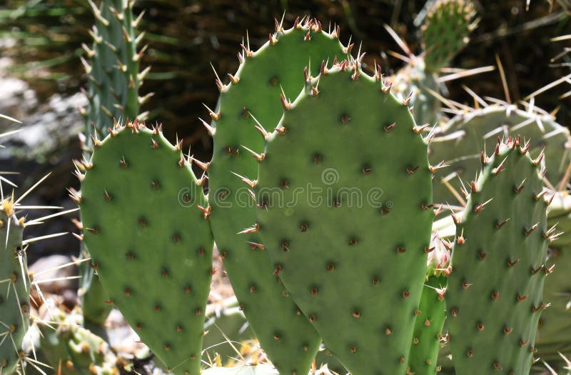 Close up large cactus stock image. Image of cactus, backlight - 145254259