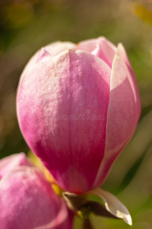 Close-up Large Closed Bud of Pink Flower Magnolia Tree Stock Image ...