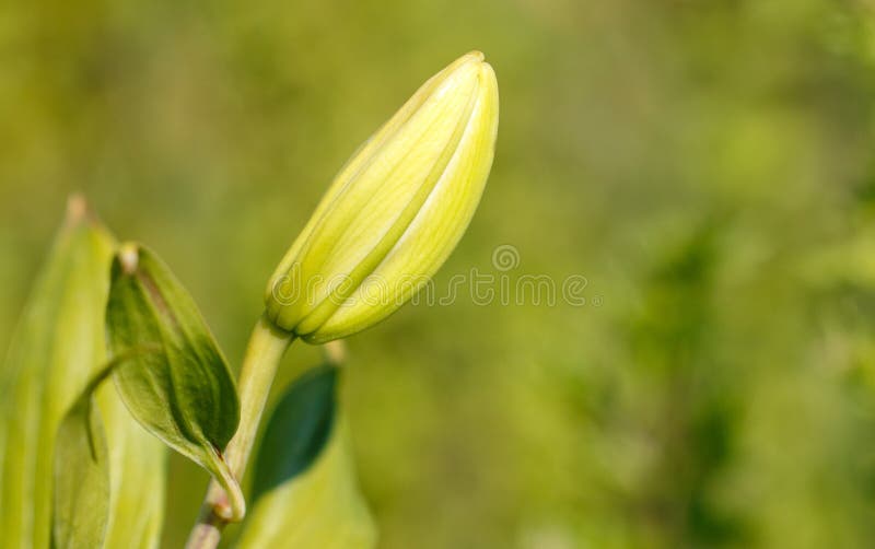 Close-up of a Large Closed Flower Stock Image - Image of nature, leaf ...