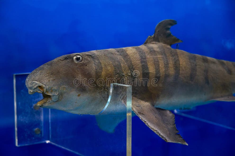 Close-up of a Large Deep-sea Fish Specimen Editorial Photography ...
