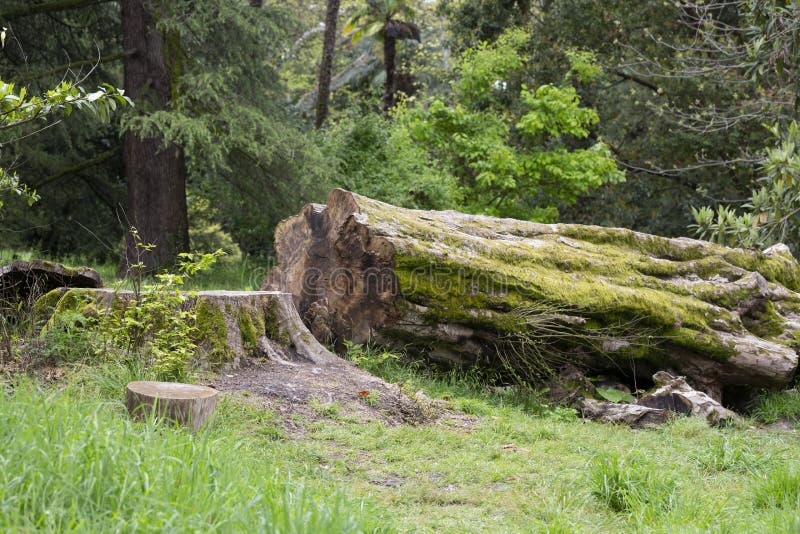 Close Up of a Large Fallen Tree Cut Down. Stock Photo - Image of plant ...