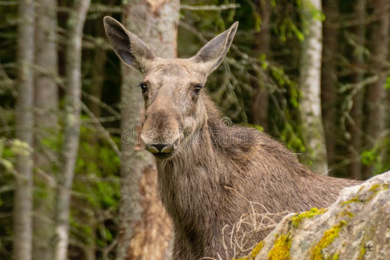 246 Moose Side View Stock Photos - Free & Royalty-Free Stock Photos ...