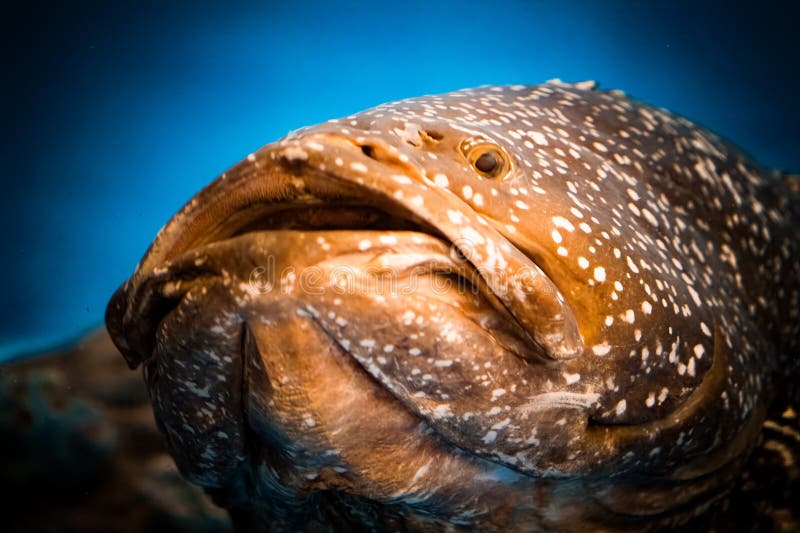 Close-up of a Large Fish with Distinctive Patterns and Textures in an ...