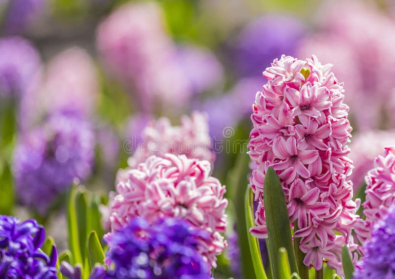 Close Up of Large Flower Bed with Multi-colored Hyacinths, Traditional ...