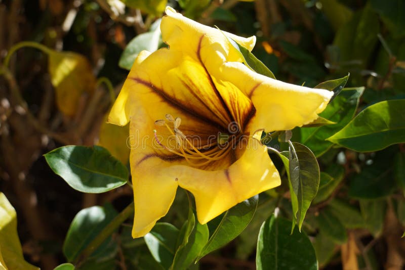 Solandra Maxima Cup Of Gold Hawaiian Lily Opened Up Bud Yellow Tropical ...