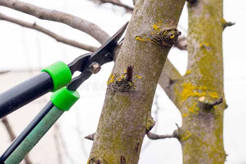 Close-up of Large Garden Shears while Cutting a Tree Branch Stock Photo ...