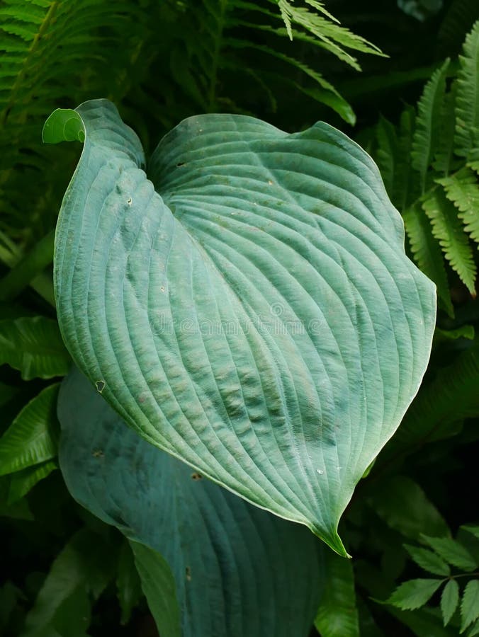 Large Hosta Leaf stock image. Image of plant, hosta - 195294345