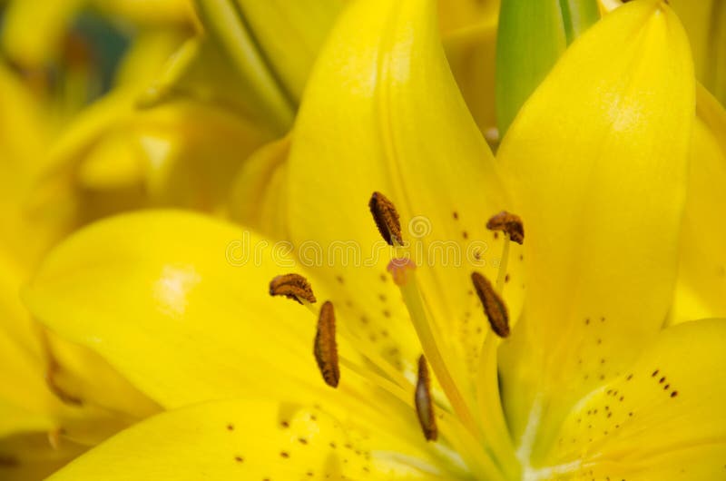 Close-up of Large Golden Matrix Lily Stock Image - Image of lilium ...