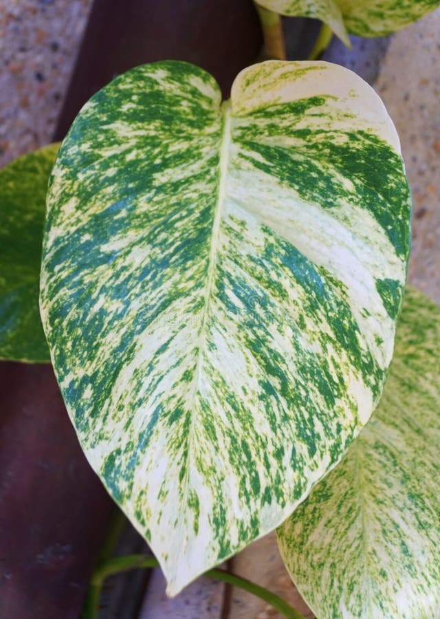 Close Up of a Large Golden Pothos Leaf Stock Photo - Image of forest ...