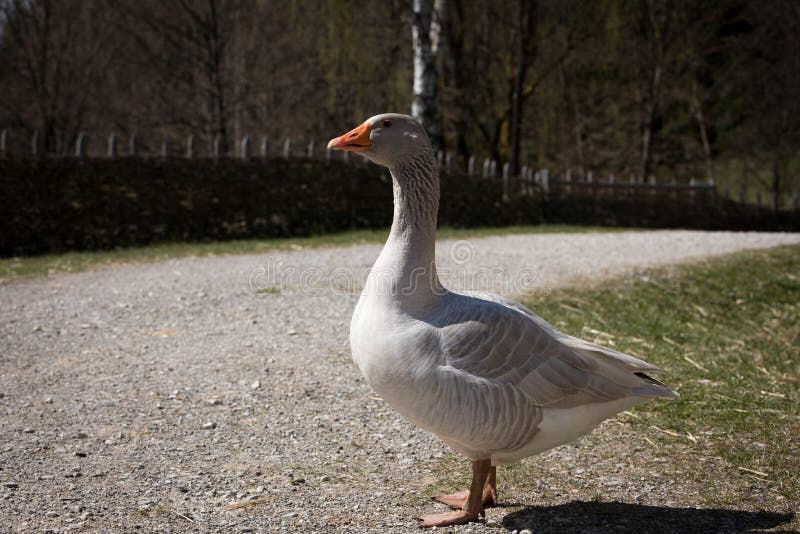 Close Up of Large Gray Adult Goose Stock Image - Image of grass, beak ...