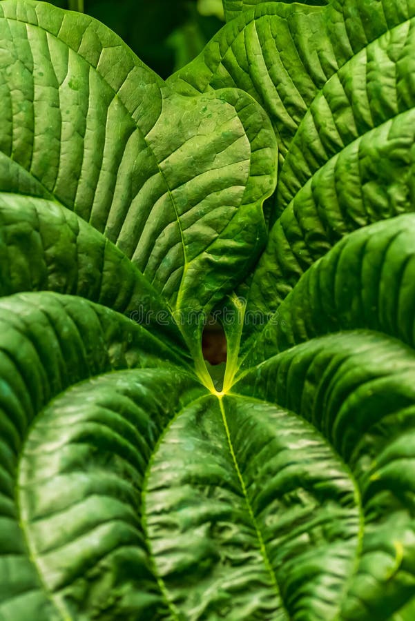 Close-up of a Large Green Leaf, Shallow Depth of Field Stock Photo ...