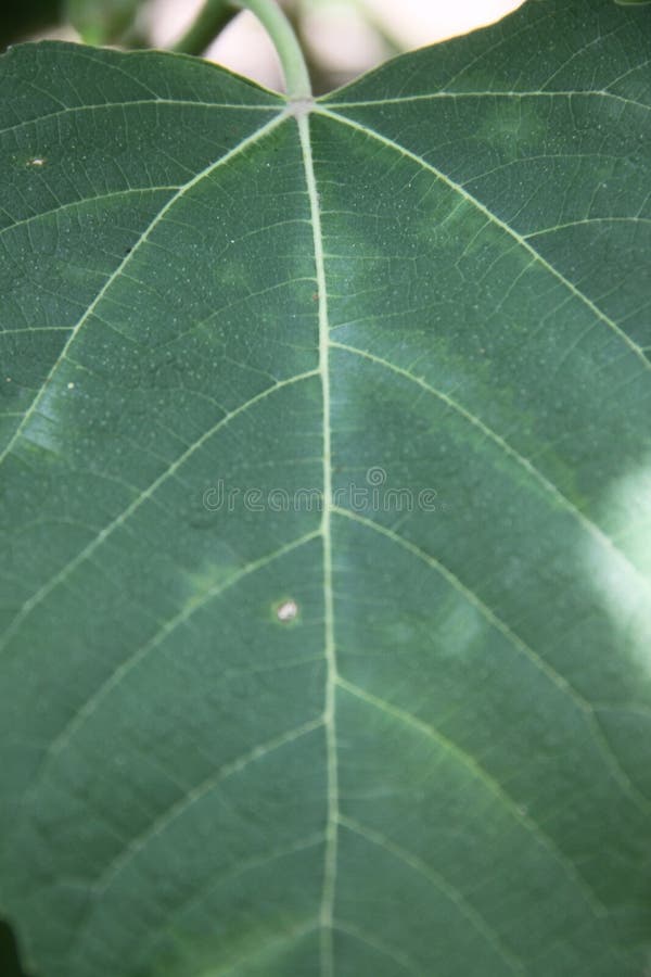 Close-up of a Large, Green Leaf Showing Intricate Vein Patterns. Stock Photo - Image of design ...