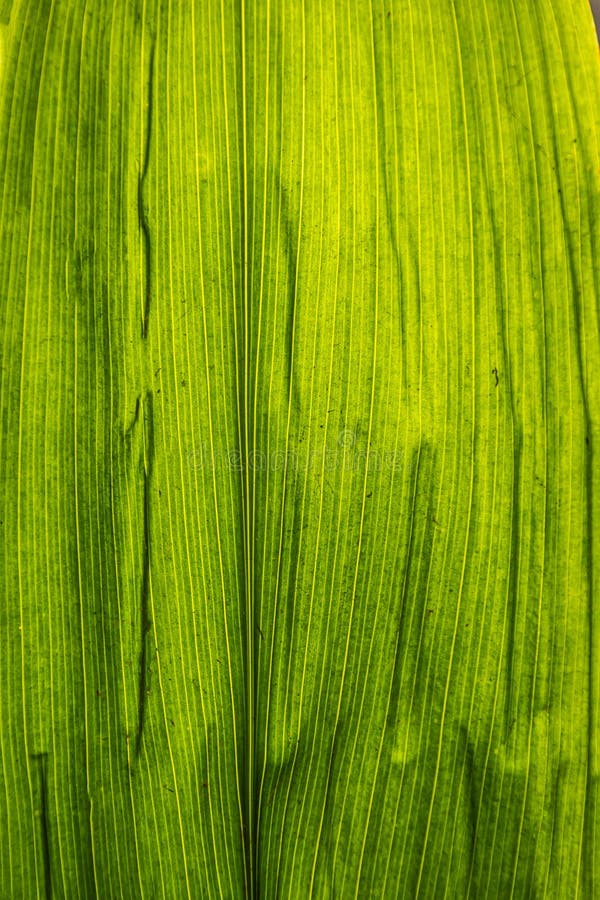 A Close-up of Large Green Leaf with the Vein Structure Running ...